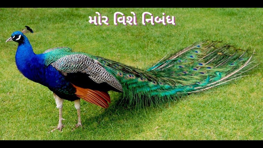 મોર વિશે નિબંધ - Gujju Planet